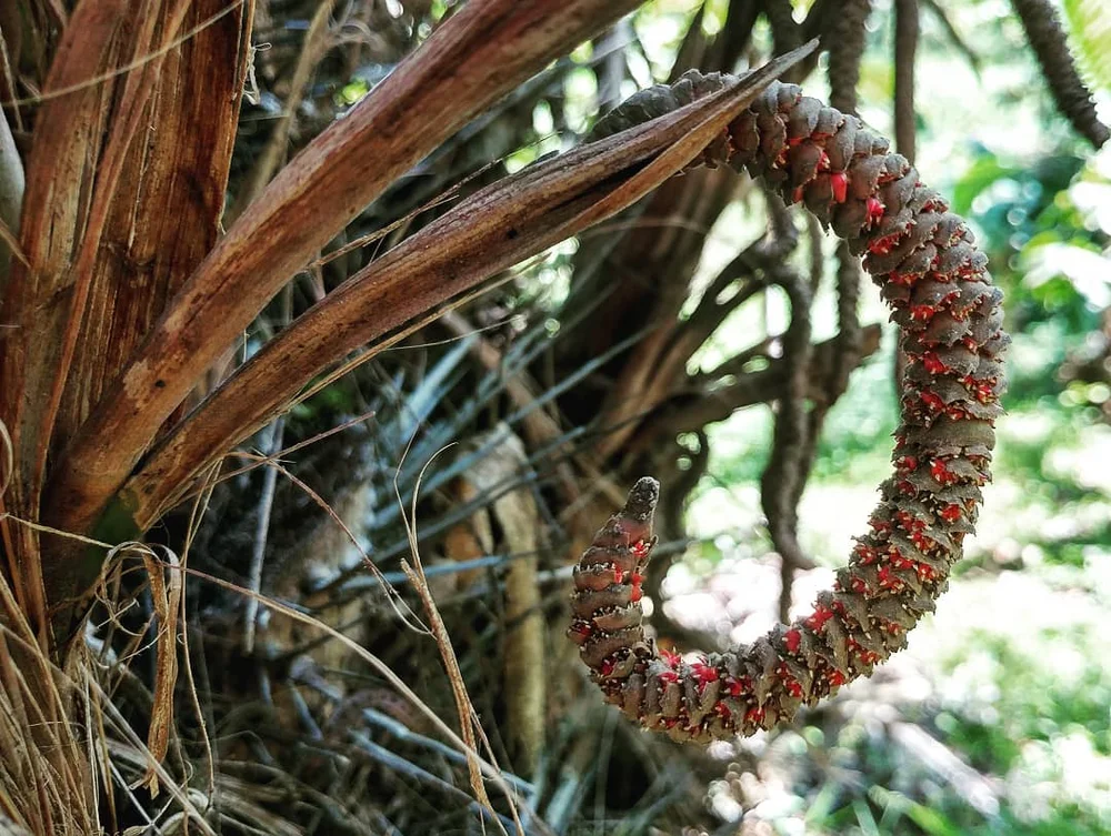 Salak Pollination Rancho Mastatal