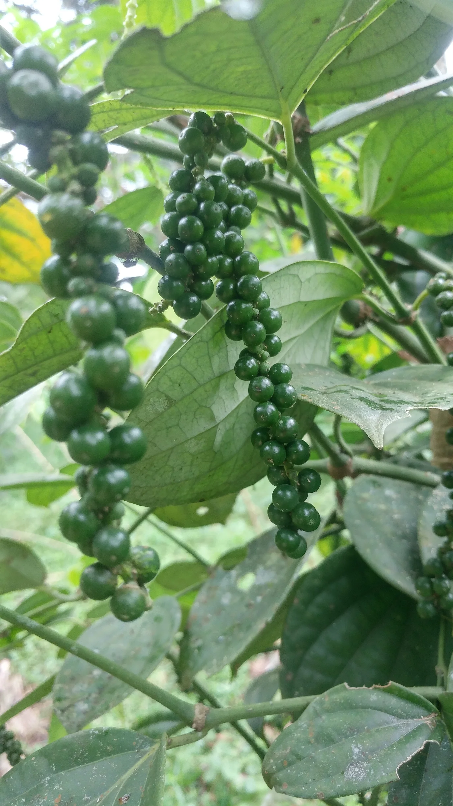 Pepper Spice Tree