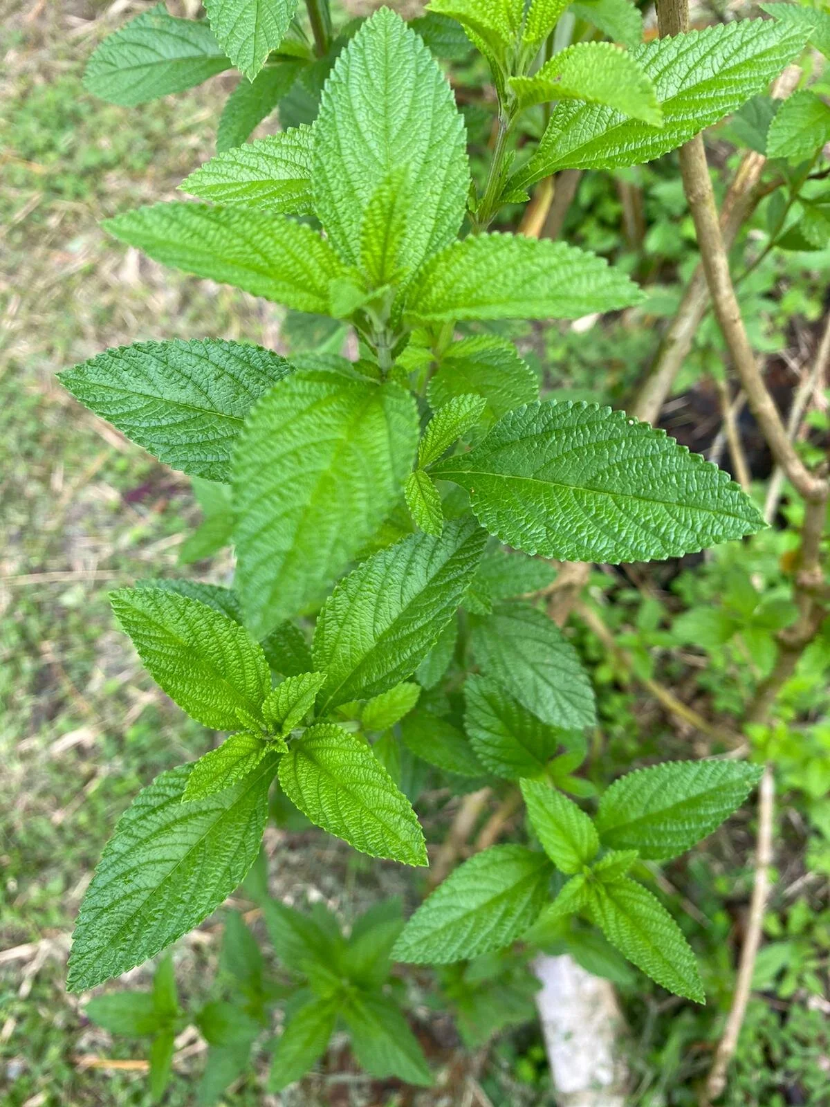 Jungle Apothecary: Lemon Balm and Holy Basil Rancho Mastatal