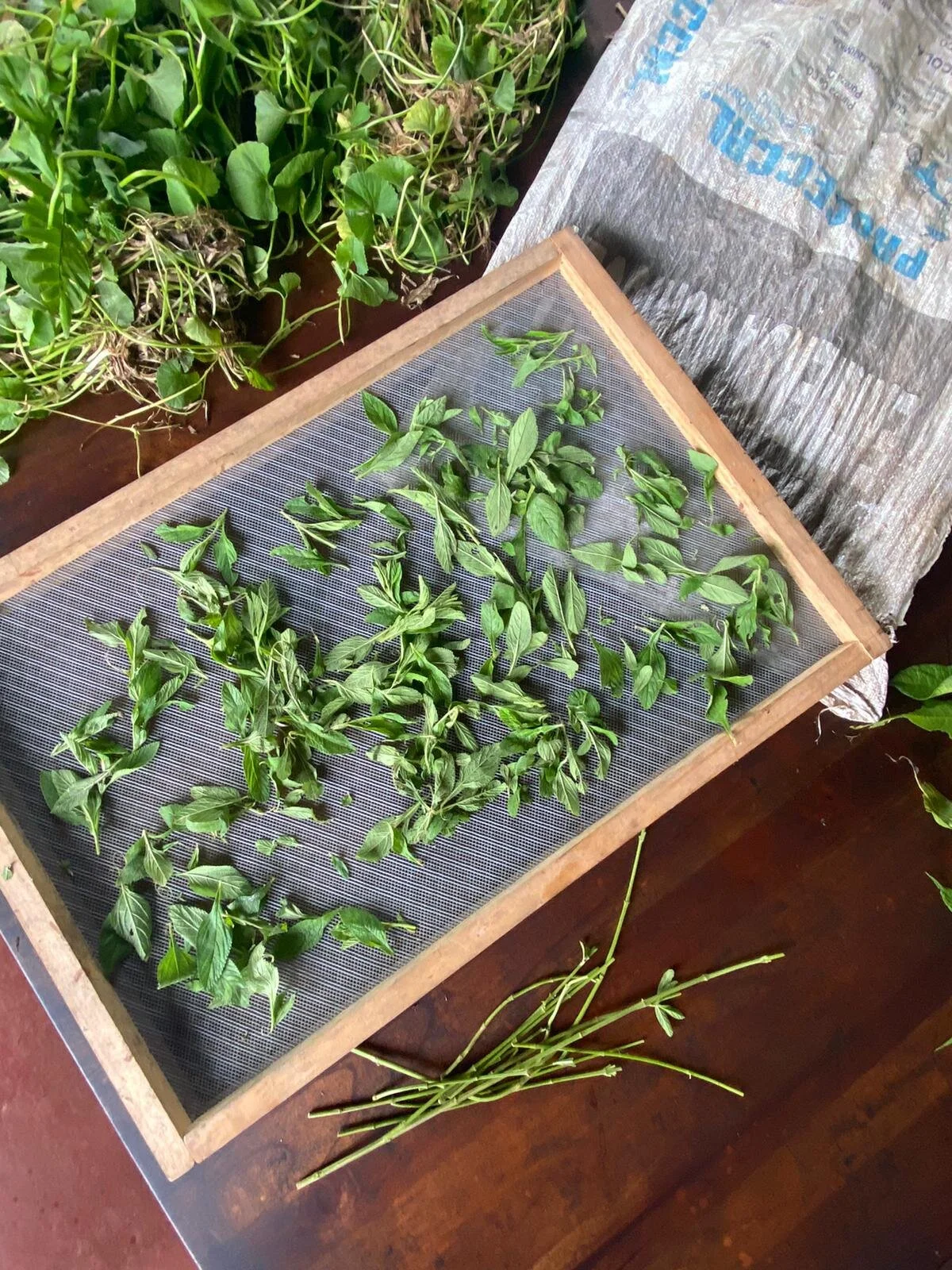 Jungle Apothecary: Lemon Balm and Holy Basil Rancho Mastatal