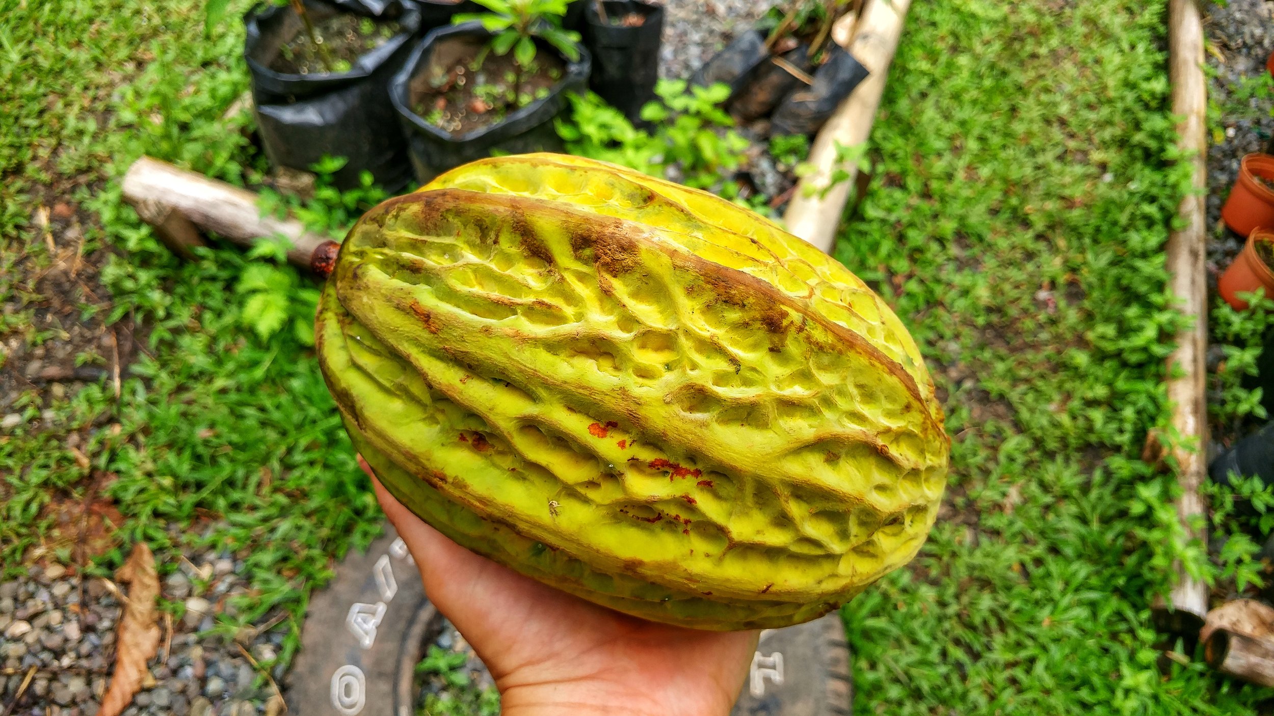 Beyond Cacao: The Fruit(s) of the Gods Rancho Mastatal