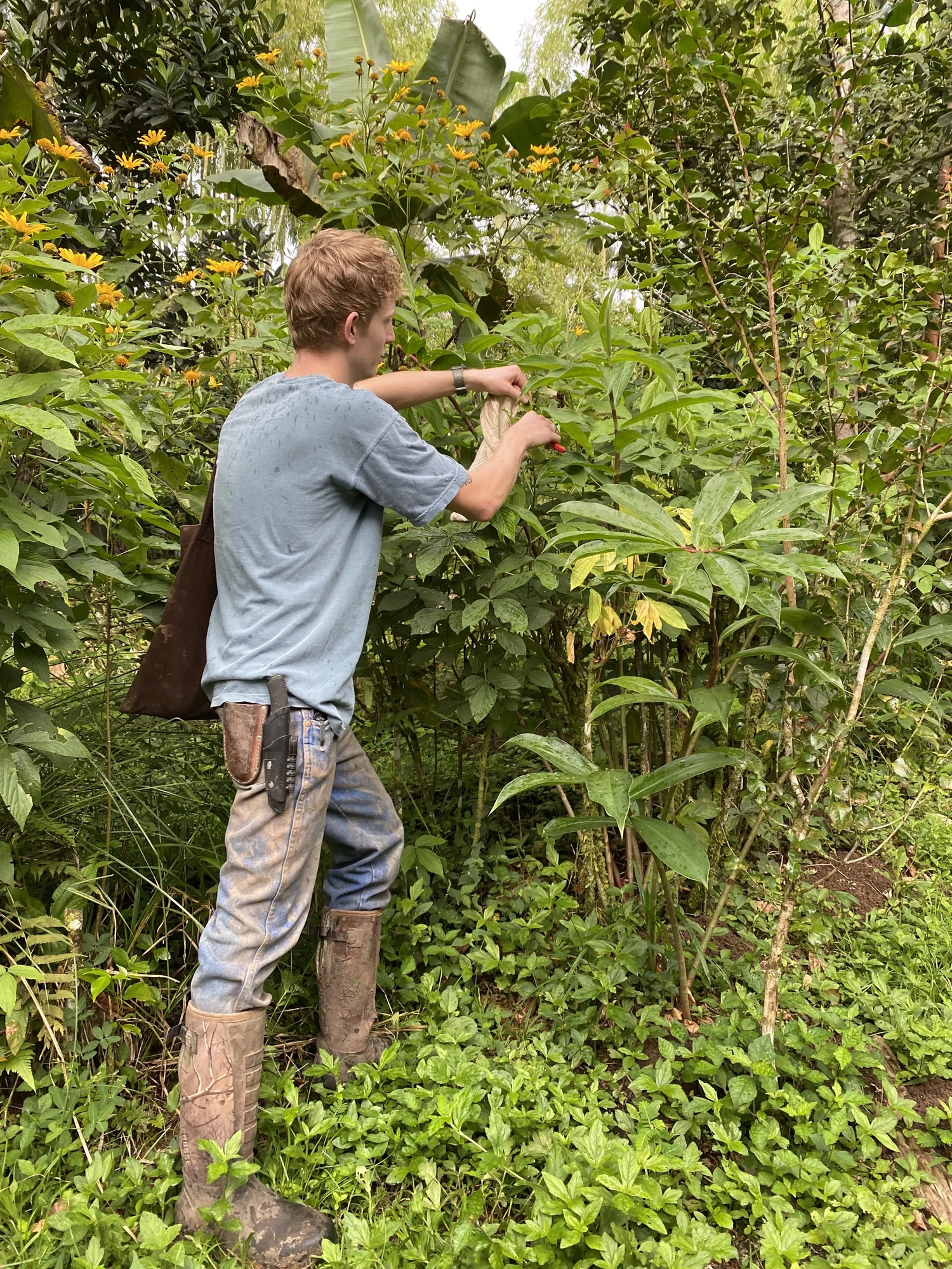 Fermented Plant Juice (FPJ) and Its Application Rancho Mastatal