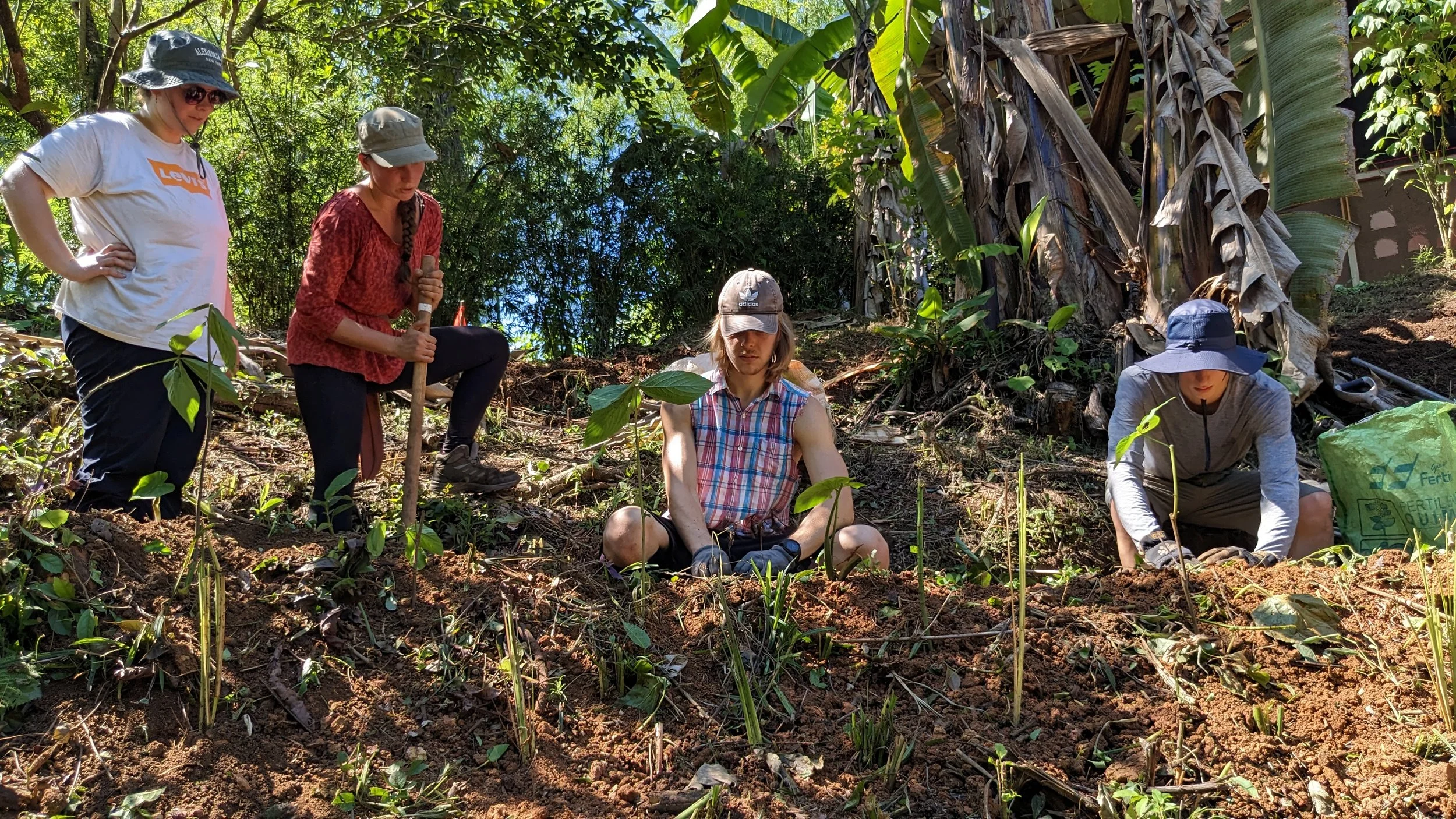 How to Optimize Your Syntropic Agroforestry Site Rancho Mastatal