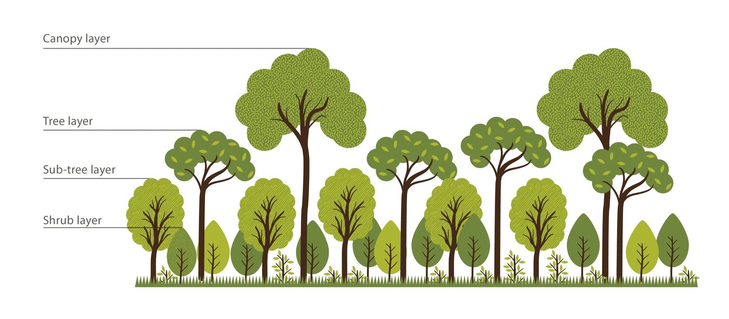 What is Syntropic Farming? Rancho Mastatal