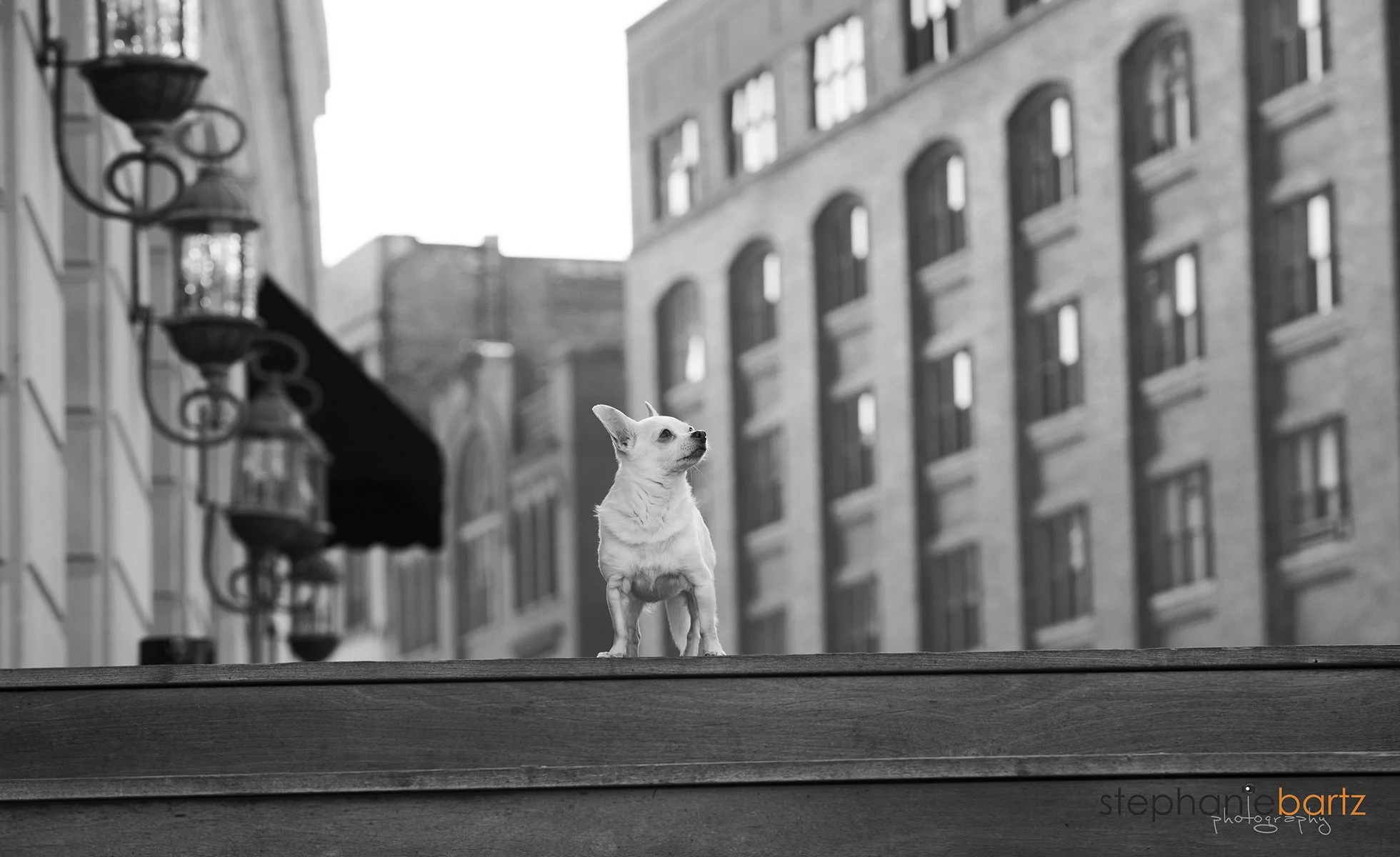 Welcome to Stephanie Bartz Photography, Wisconsin portrait artist and ...