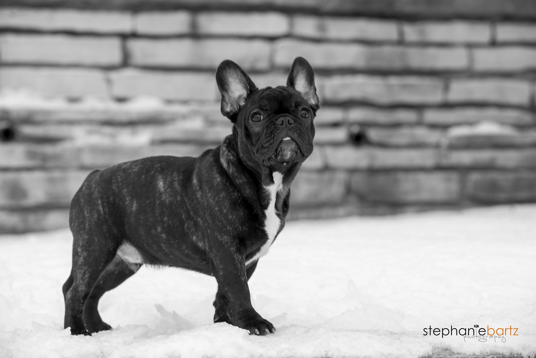 Stephanie Bartz Photography