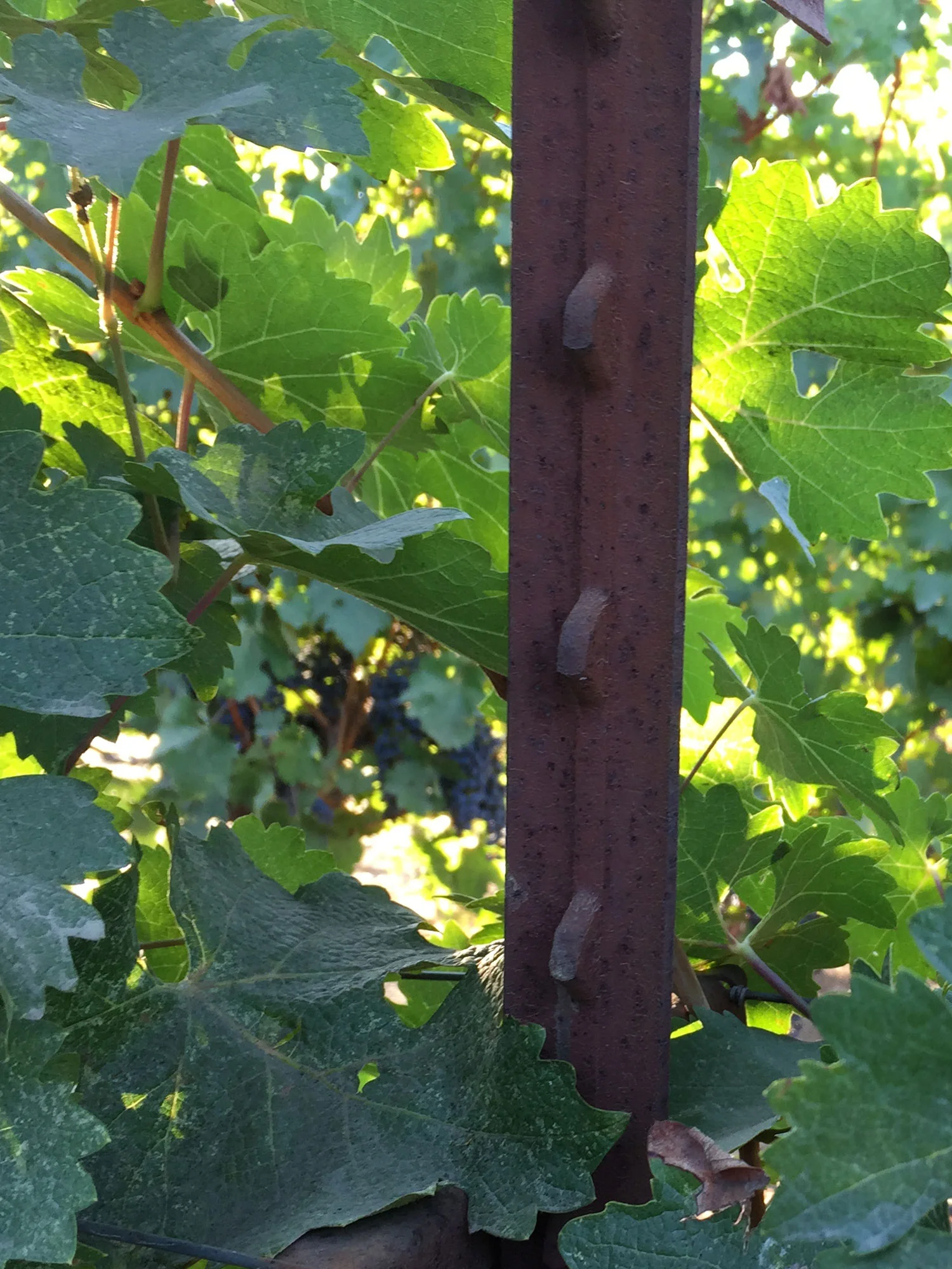 Metal Posts — CDOW Wholesale