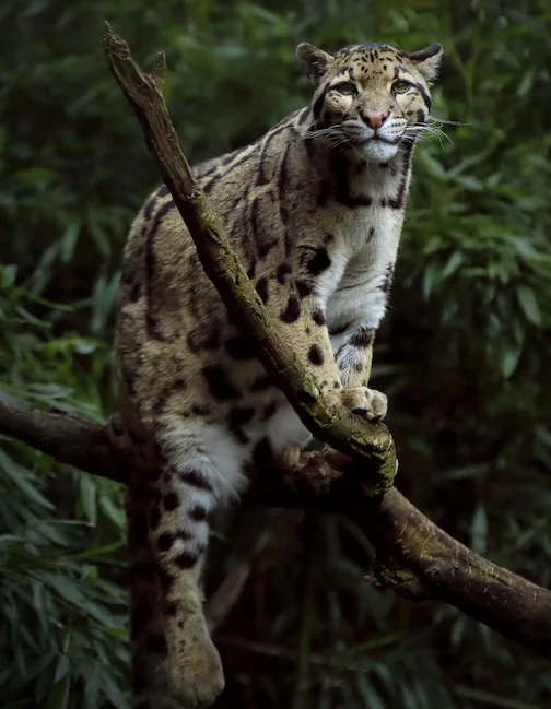 BornWild Travel Adventures | The Bornean Clouded Leopard - we show you ...