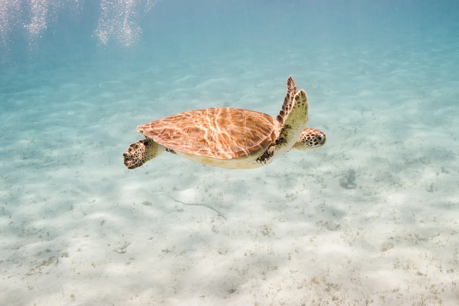 BornWild Travel Adventures | Underwater photographer Interview - Matias ...