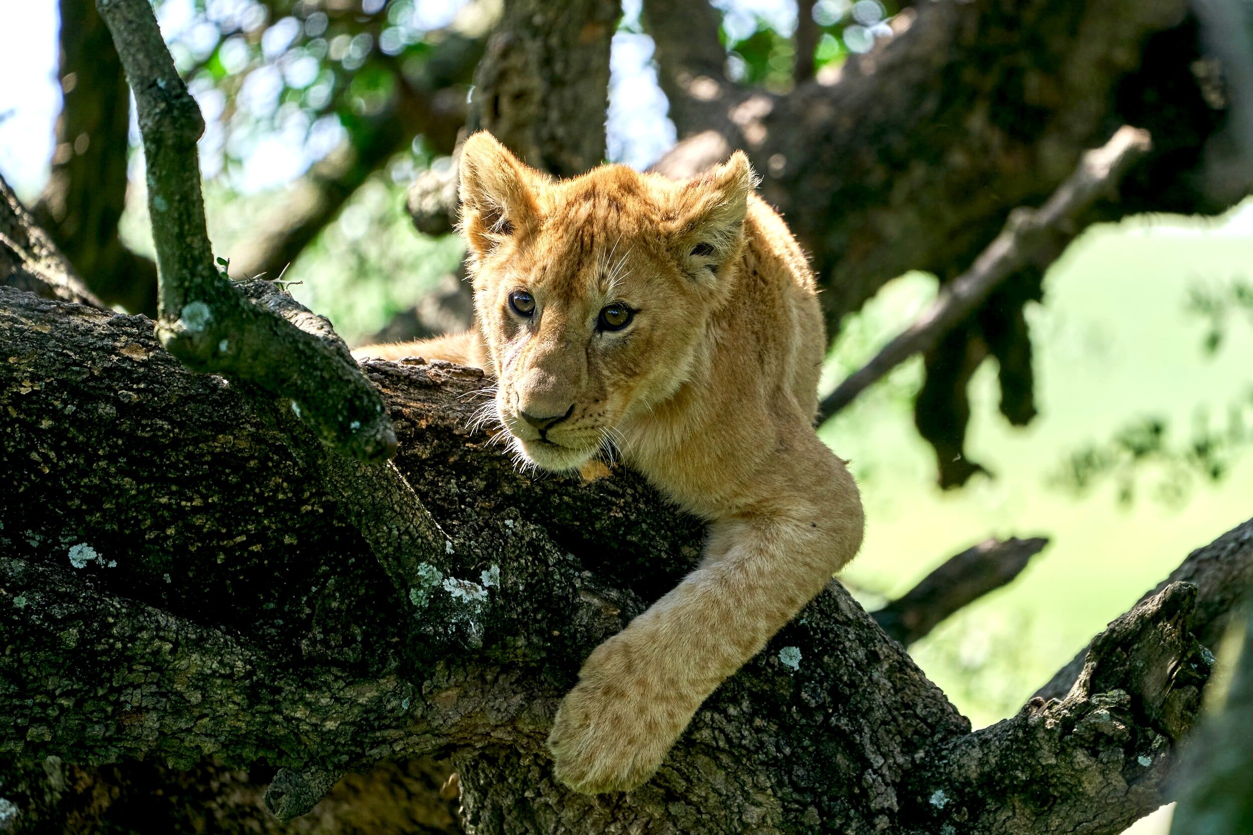 BornWild Travel Adventures | Read about our groundbreaking African Lion ...