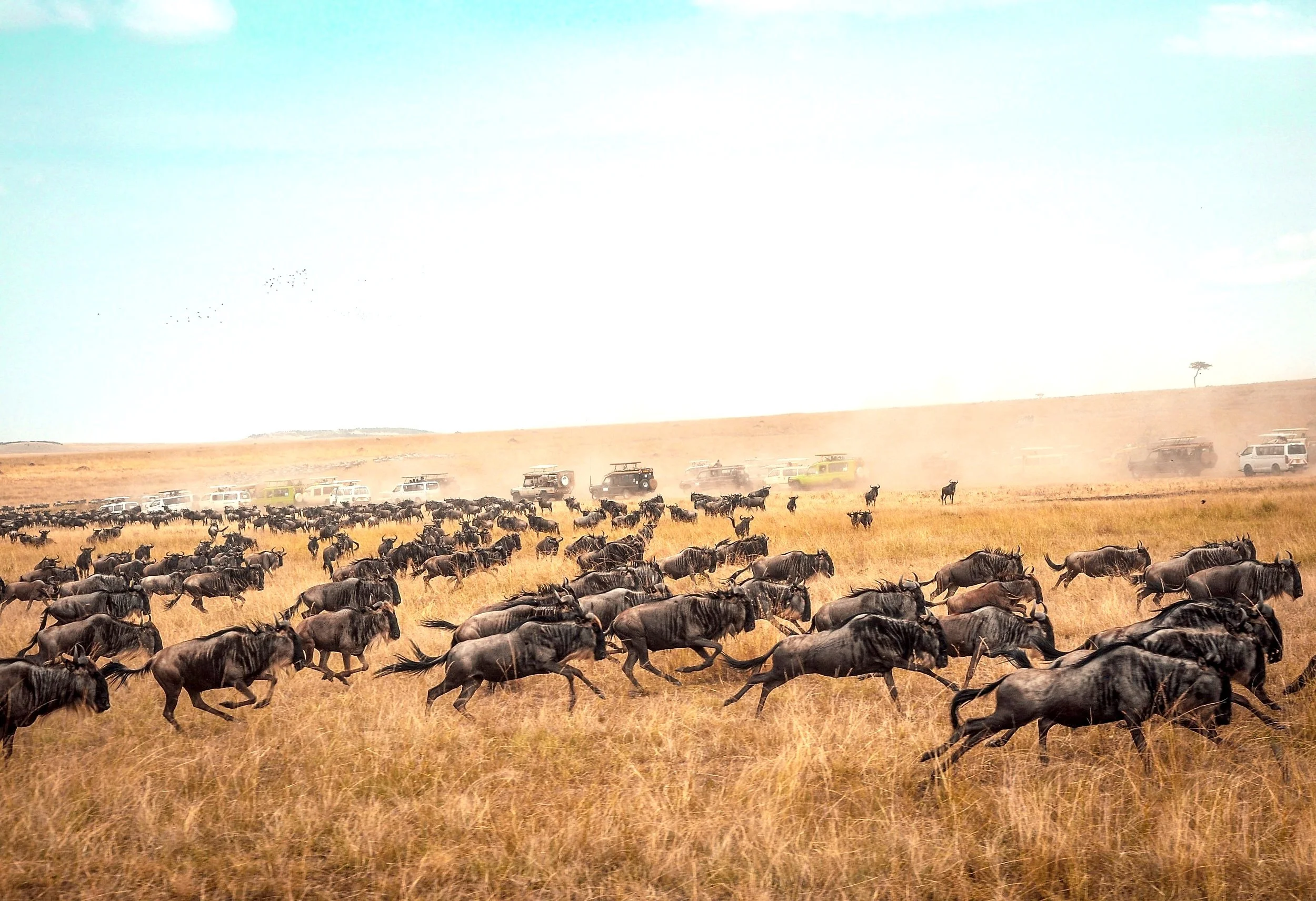 BornWild Travel Adventures | Read about our groundbreaking African Lion ...