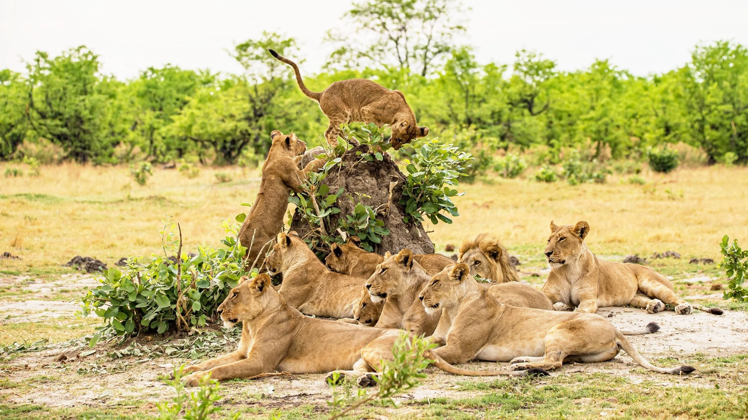 BornWild Travel Adventures | Read about our groundbreaking African Lion ...