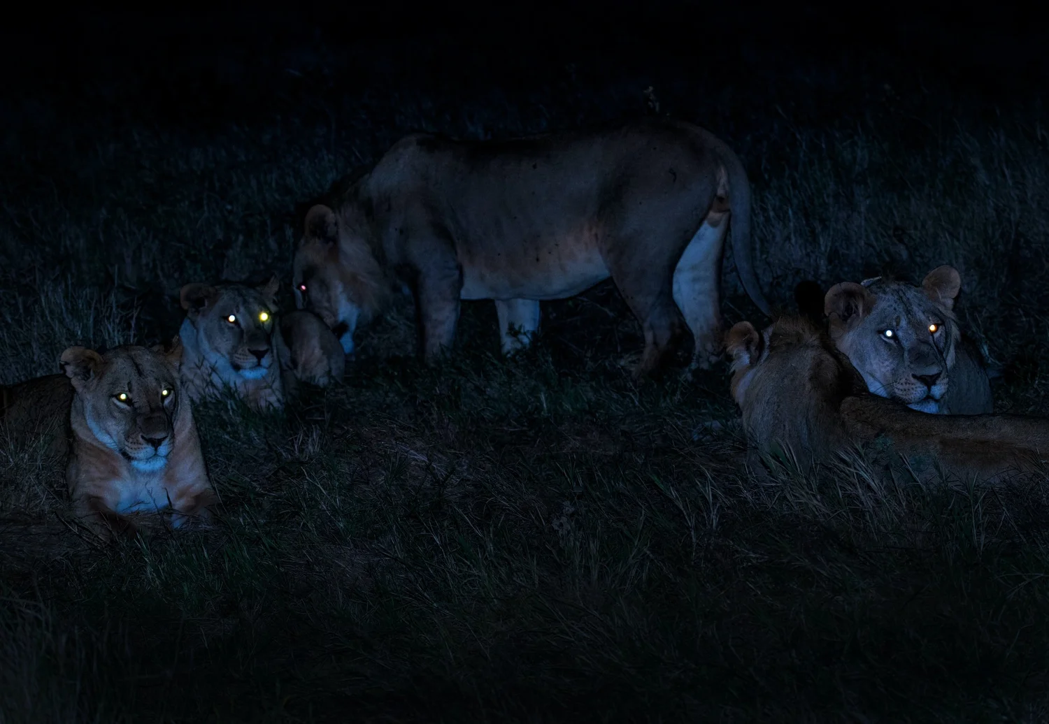 BornWild Travel Adventures | Complete Guide To An AFRICAN LION SAFARI