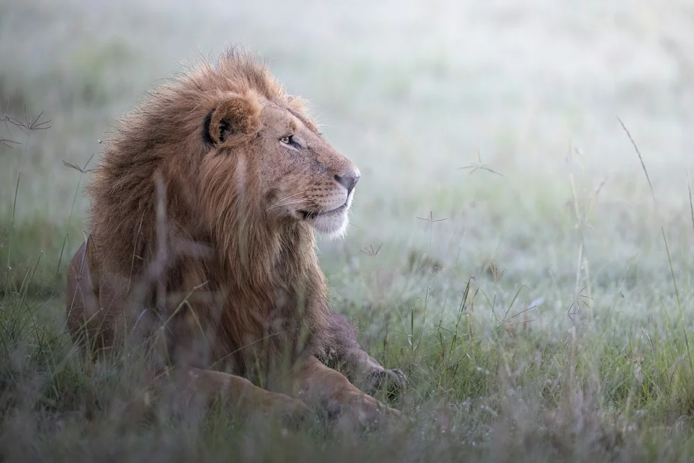BornWild Travel Adventures | The Benefits of Lion Conservation ...