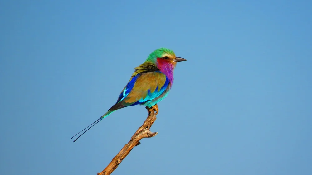 BornWild Travel Adventures | The Serengeti - 12 Awesome Facts To Read ...