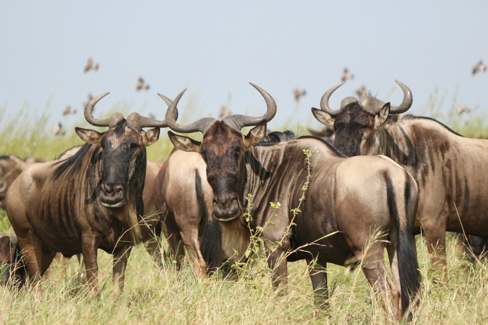 BornWild Travel Adventures | Masai Mara vs Serengeti - The Essential ...