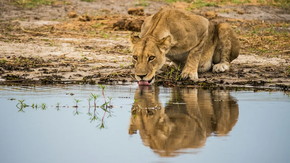 BornWild Travel Adventures | Arusha National Park - The Essential Guide ...