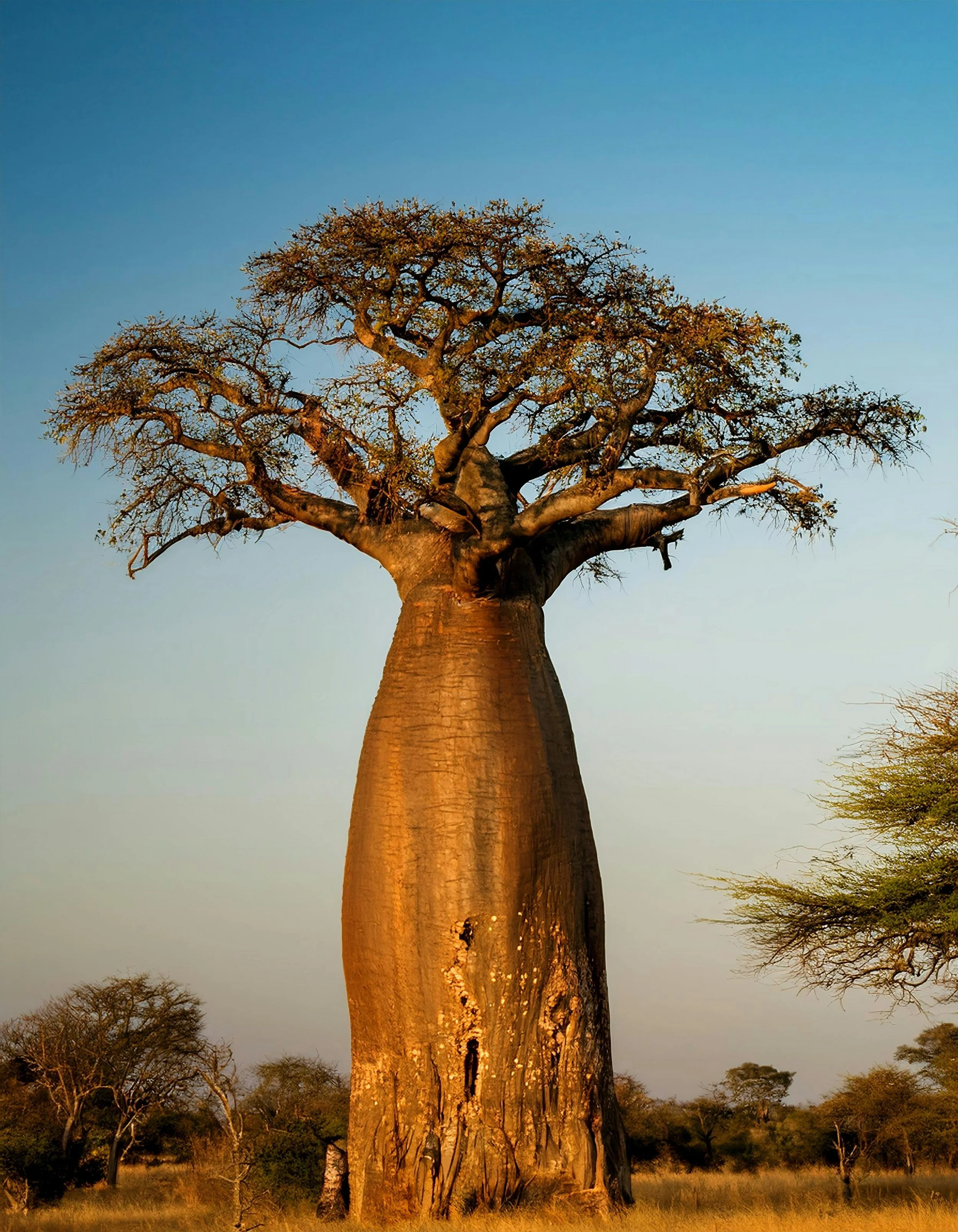 BornWild Travel Adventures | Guide On How To Find The Baobab Trees In ...