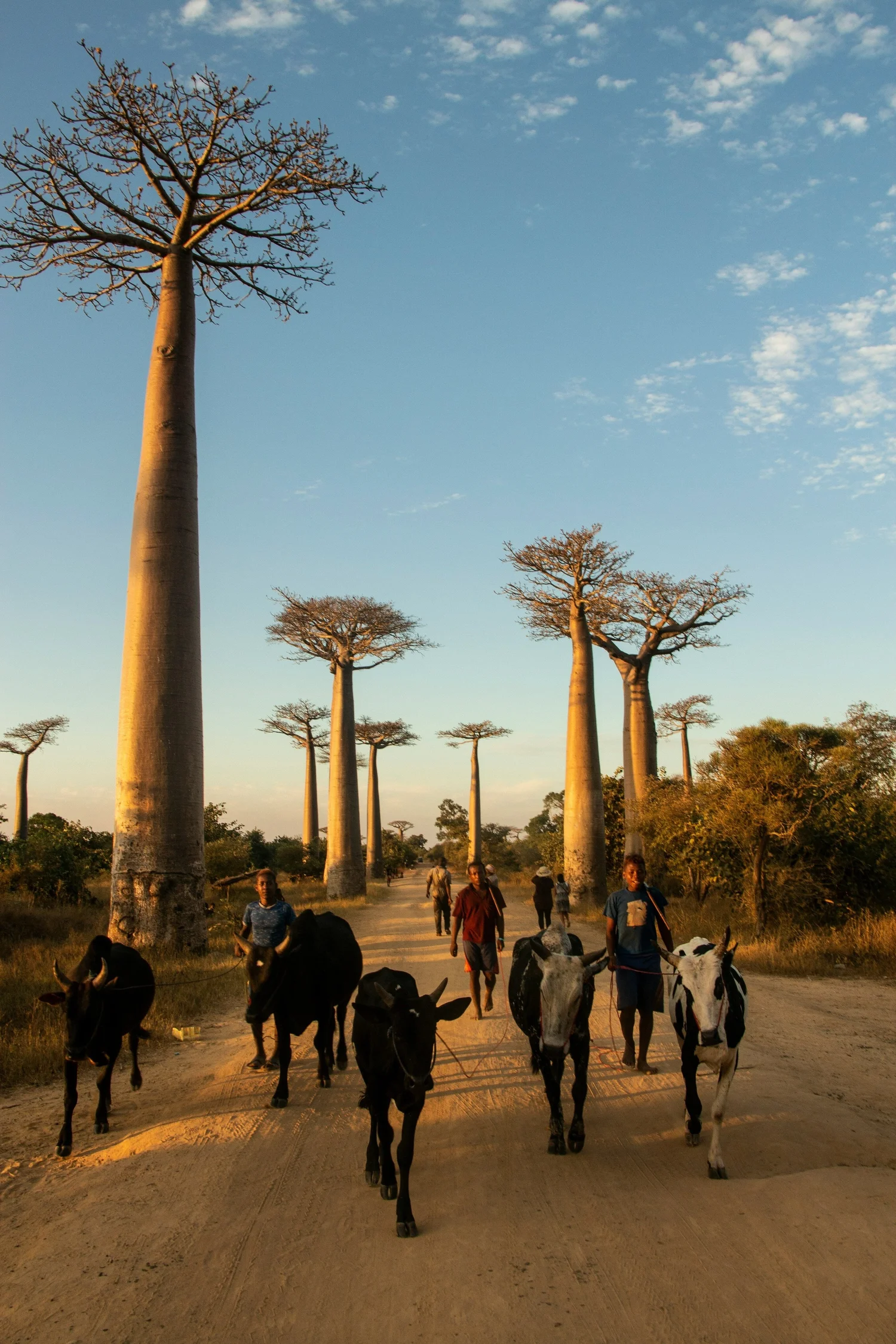 BornWild Travel Adventures | Guide On How To Find The Baobab Trees In ...