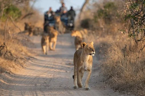BornWild Travel Adventures | The Benefits of Lion Conservation ...
