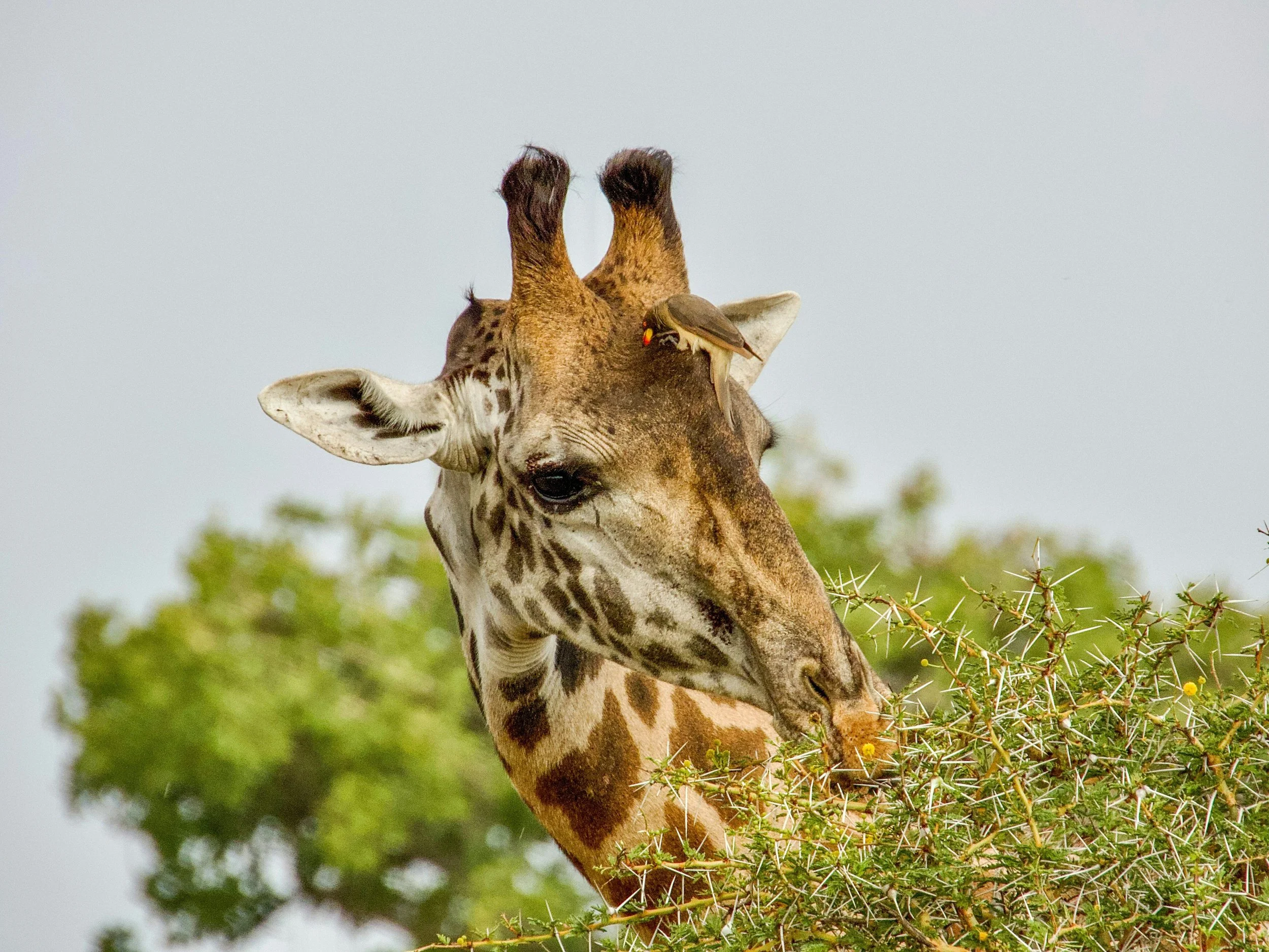 BornWild Travel Adventures | Are Giraffes Friendly? Understanding ...
