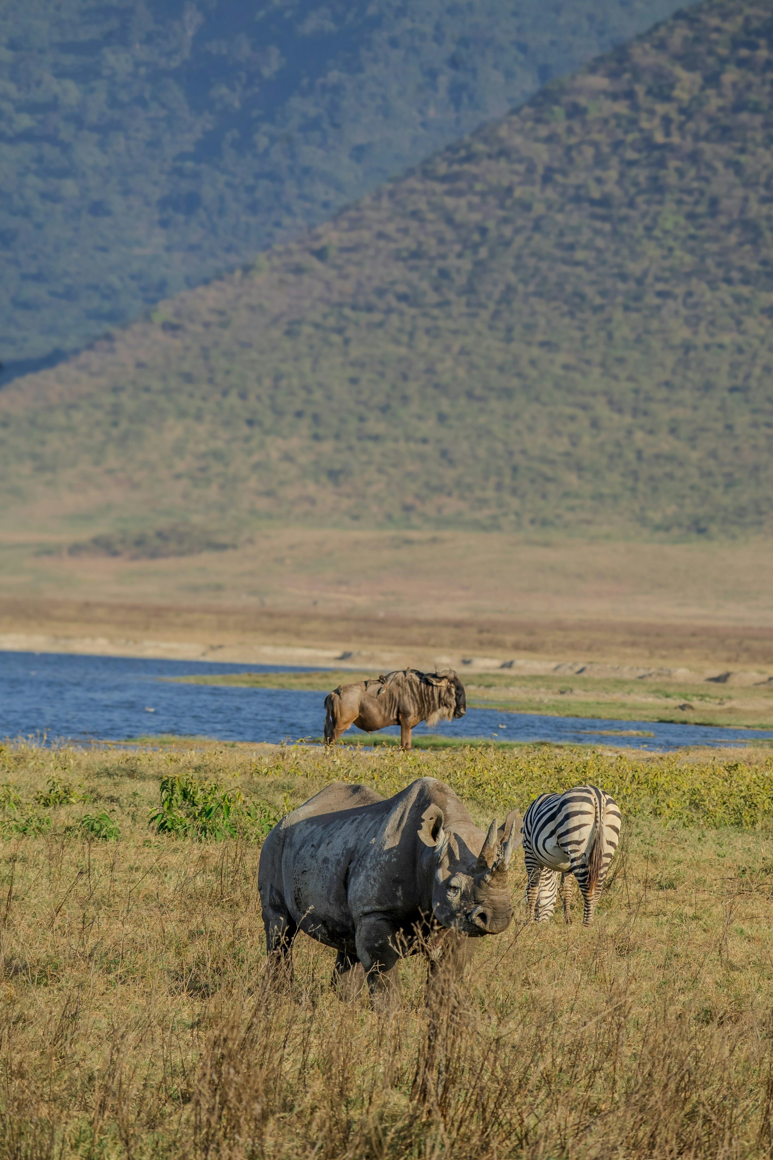 BornWild Travel Adventures | THE ESSENTIAL GUIDE TO THE NGORONGORO ...