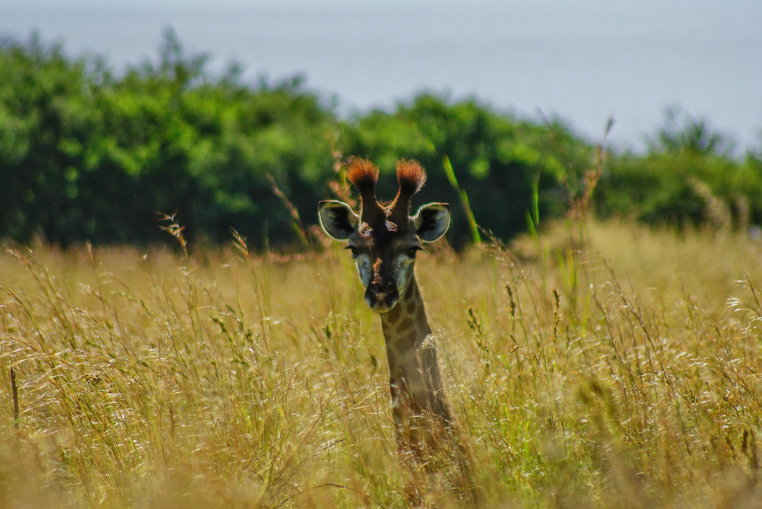 BornWild Travel Adventures | Are Giraffes Friendly? Understanding ...