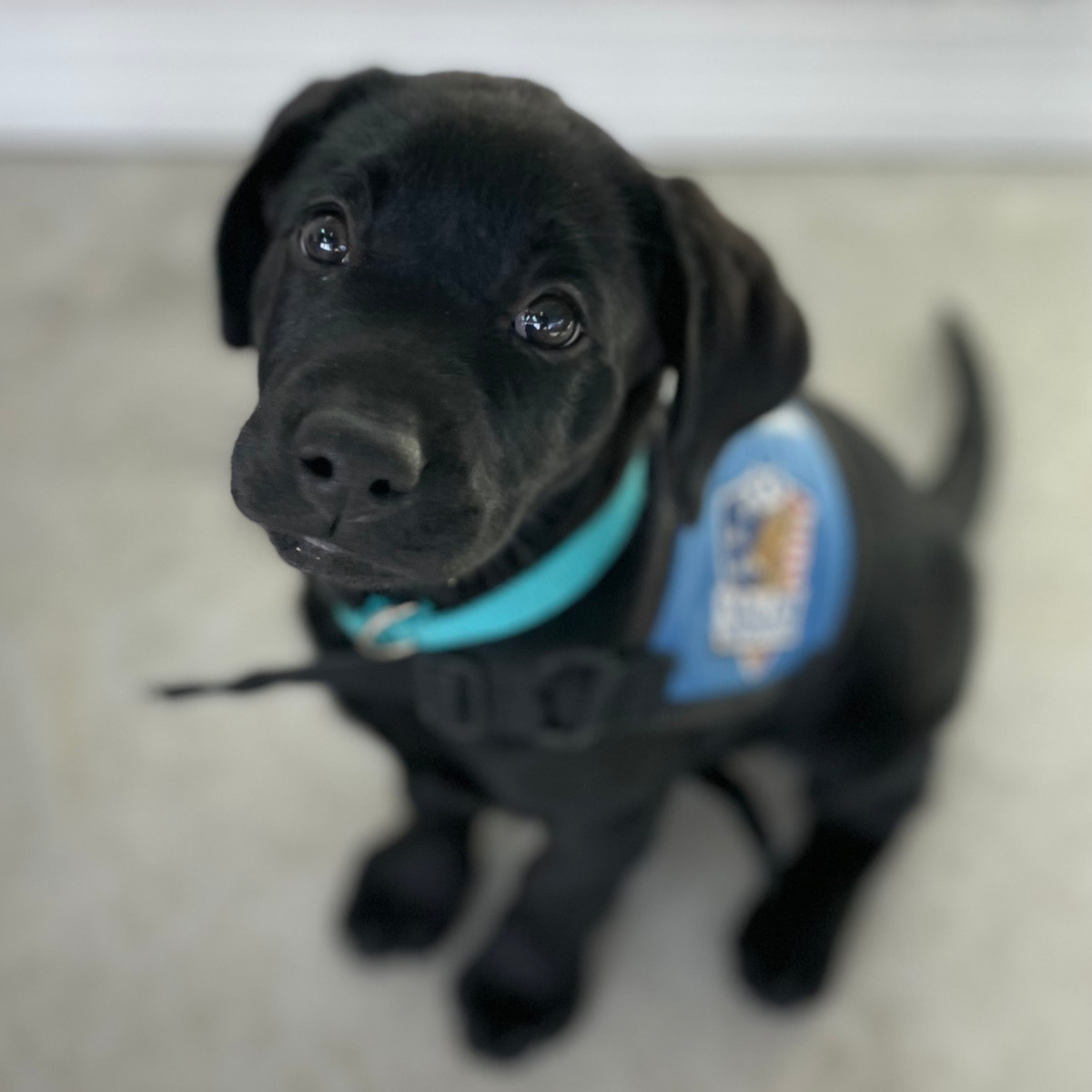 Apply For Psychiatric & Mobility Service Dog | Valor Service Dogs ...