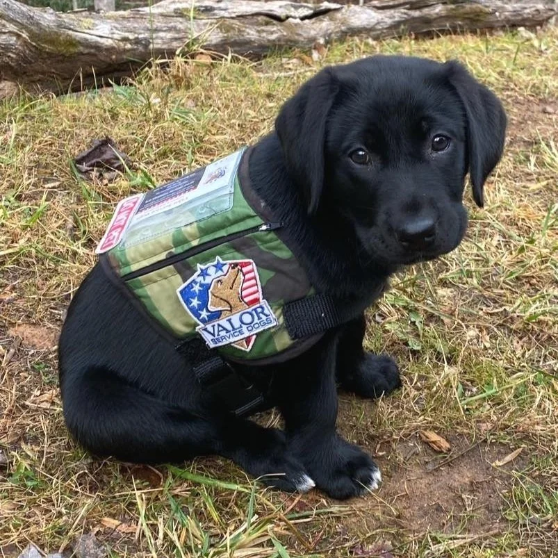 Walker Valor — Valor Service Dogs
