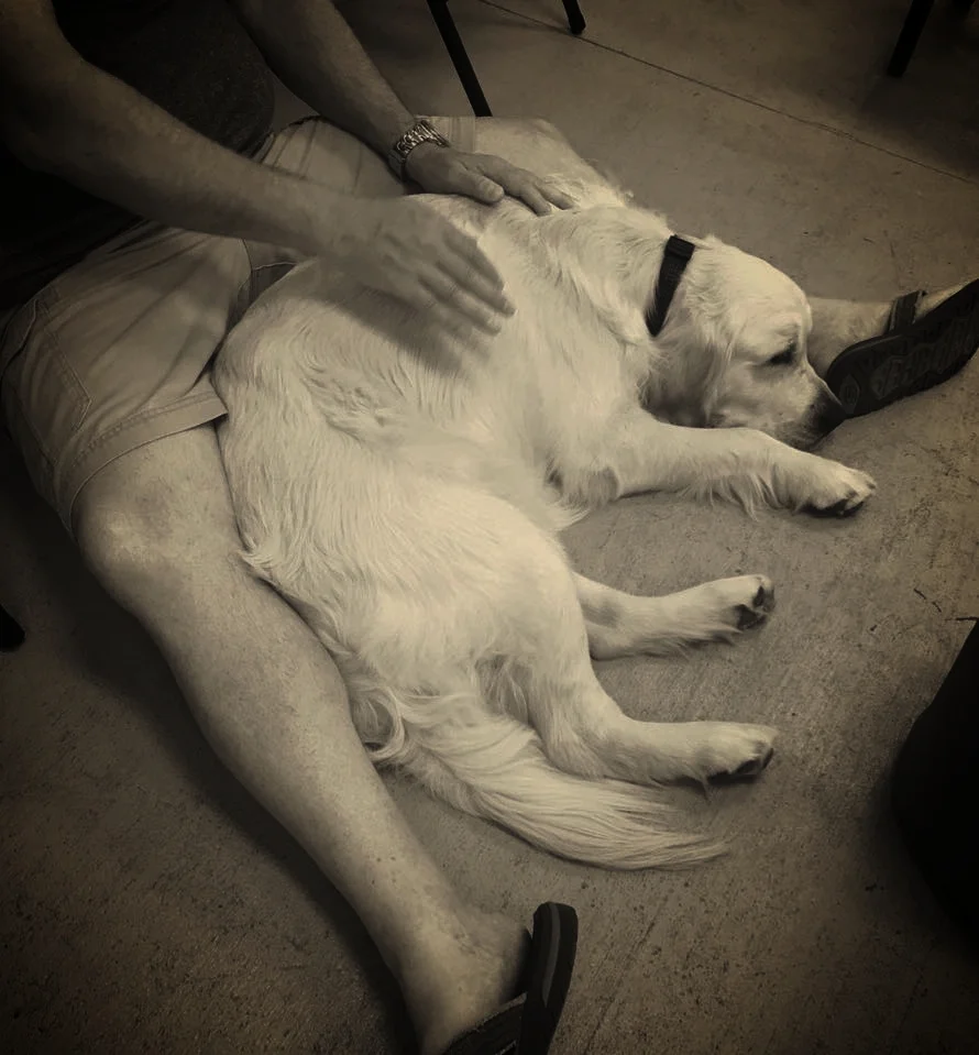 Trained Therapy & Service Dogs | Valor Service Dogs