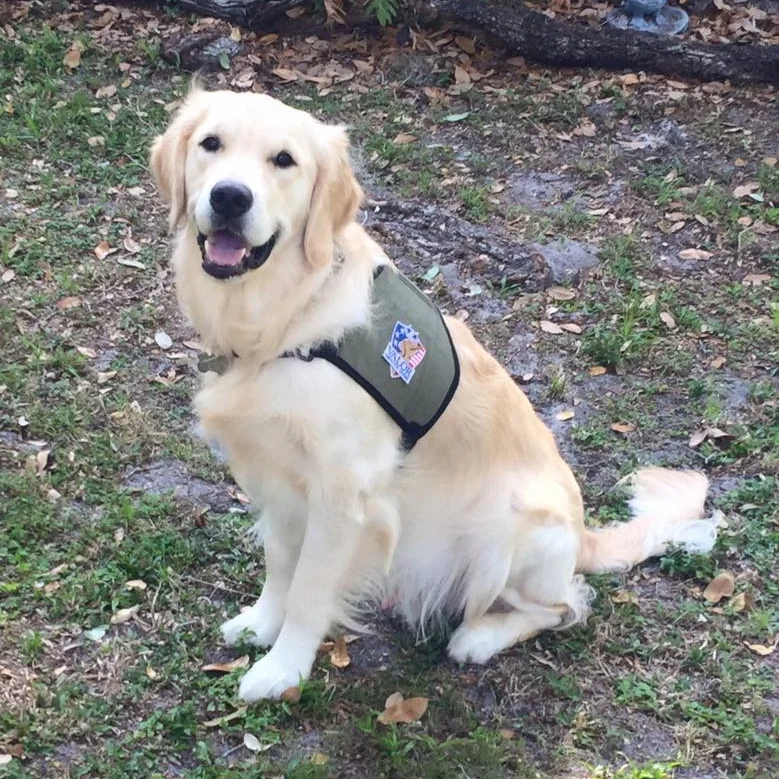 Bradley Valor — Valor Service Dogs