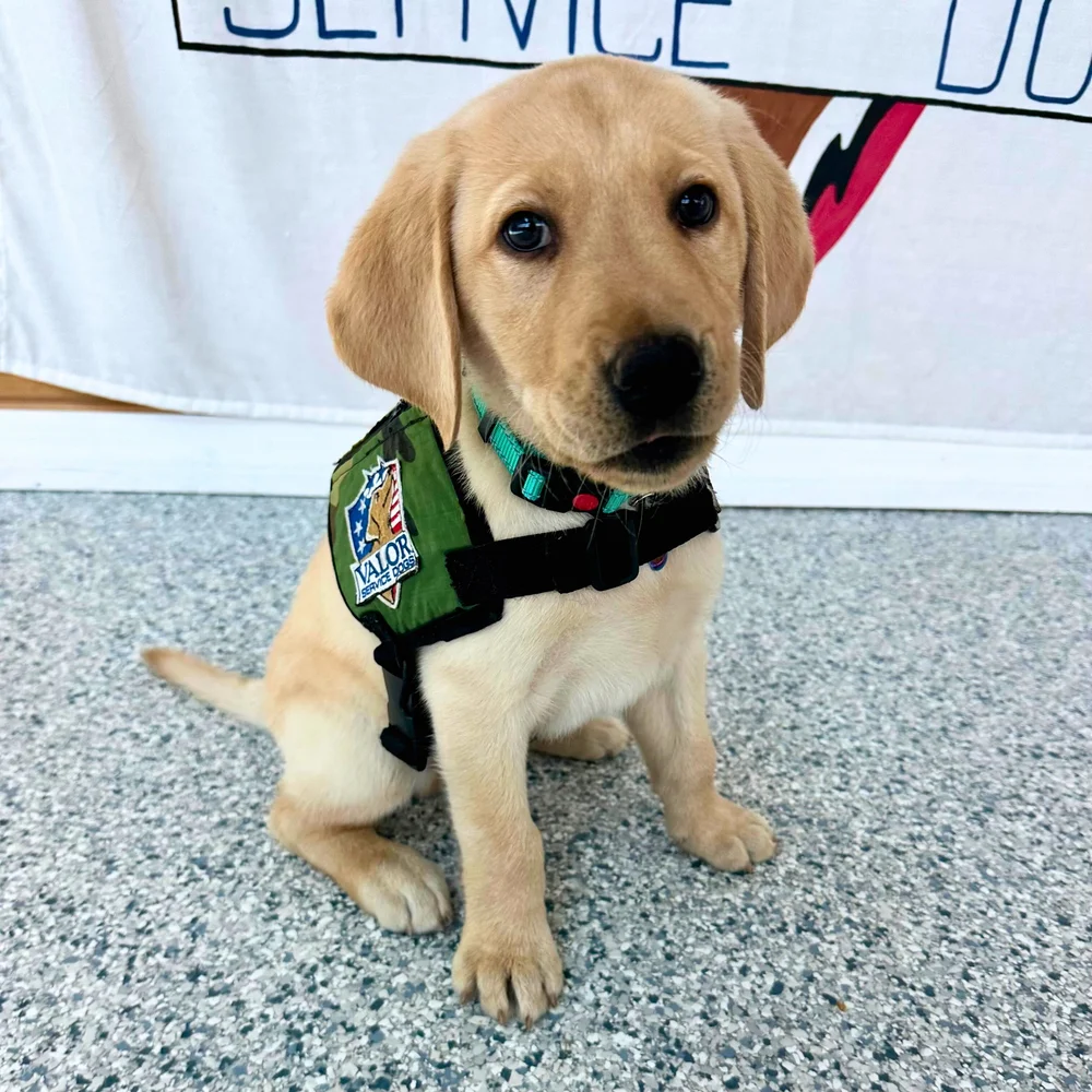 Apply For Psychiatric & Mobility Service Dog | Valor Service Dogs ...