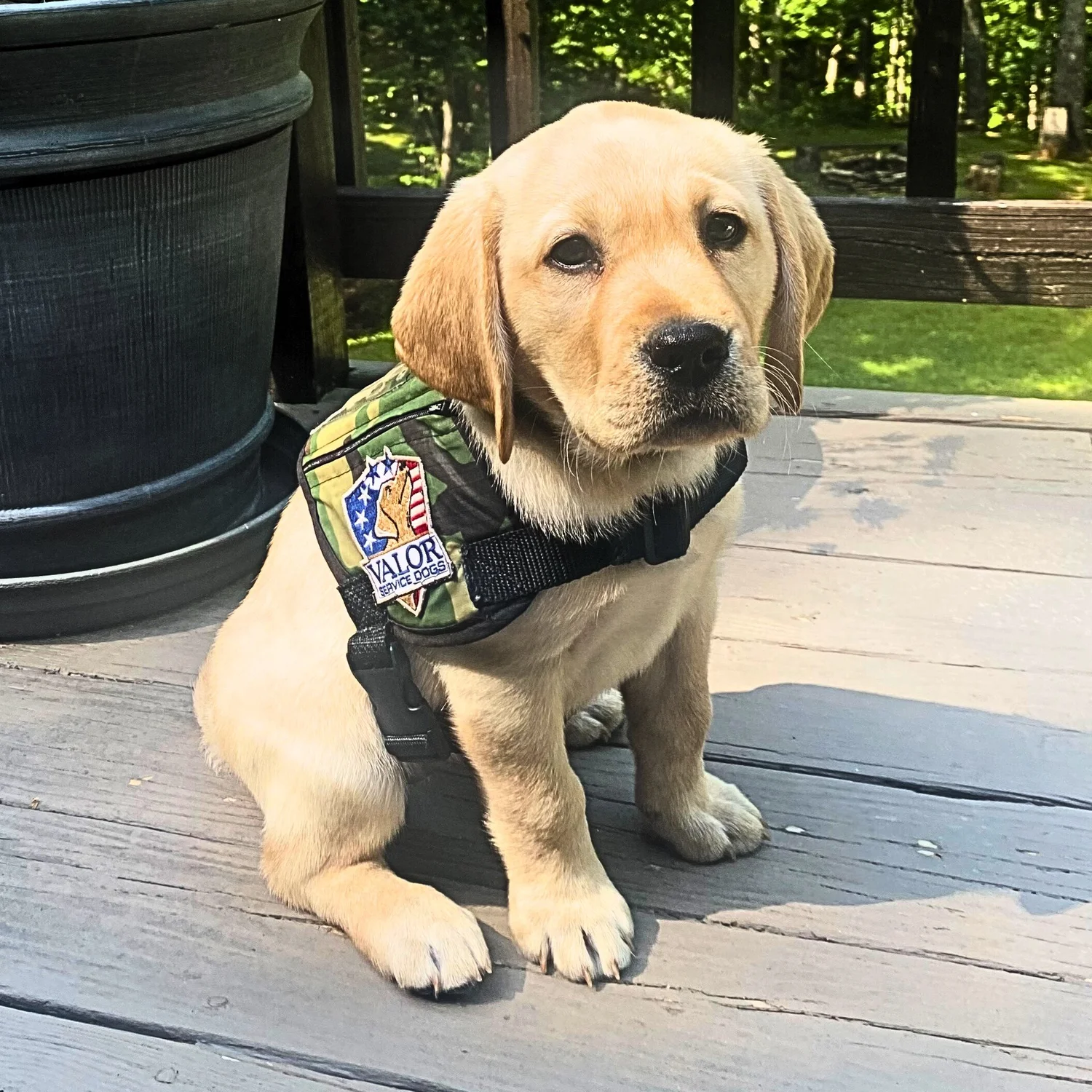 Apply For Psychiatric & Mobility Service Dog | Valor Service Dogs ...