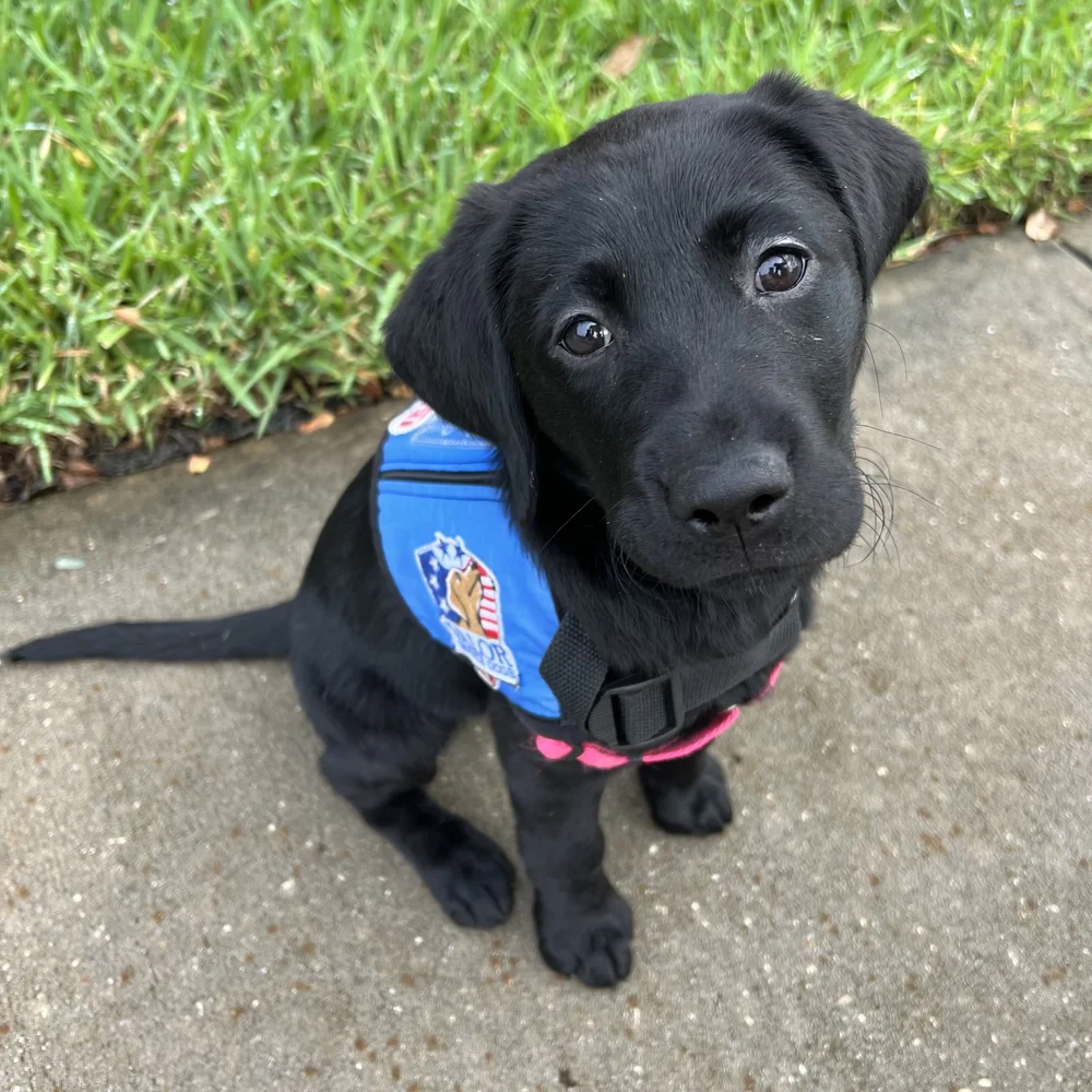 Apply For Psychiatric & Mobility Service Dog | Valor Service Dogs ...
