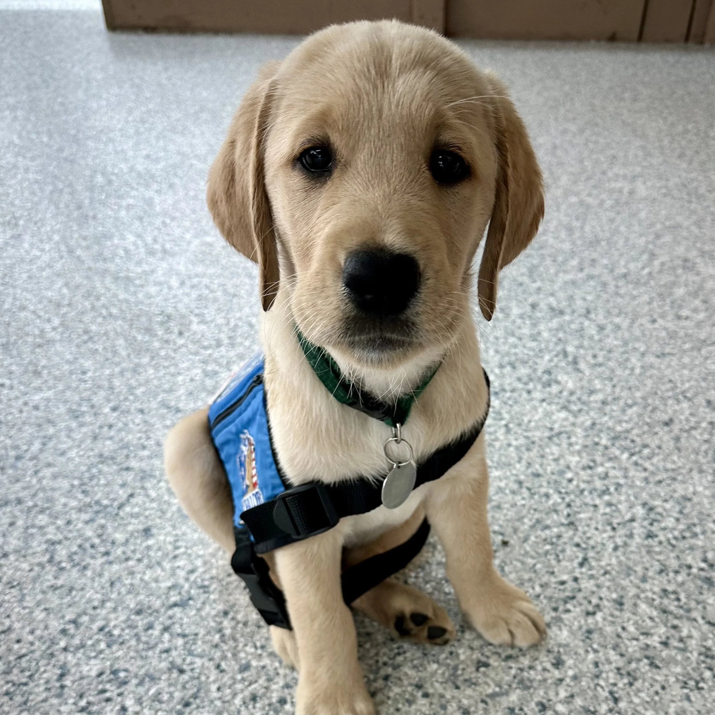 Apply For Psychiatric & Mobility Service Dog | Valor Service Dogs ...