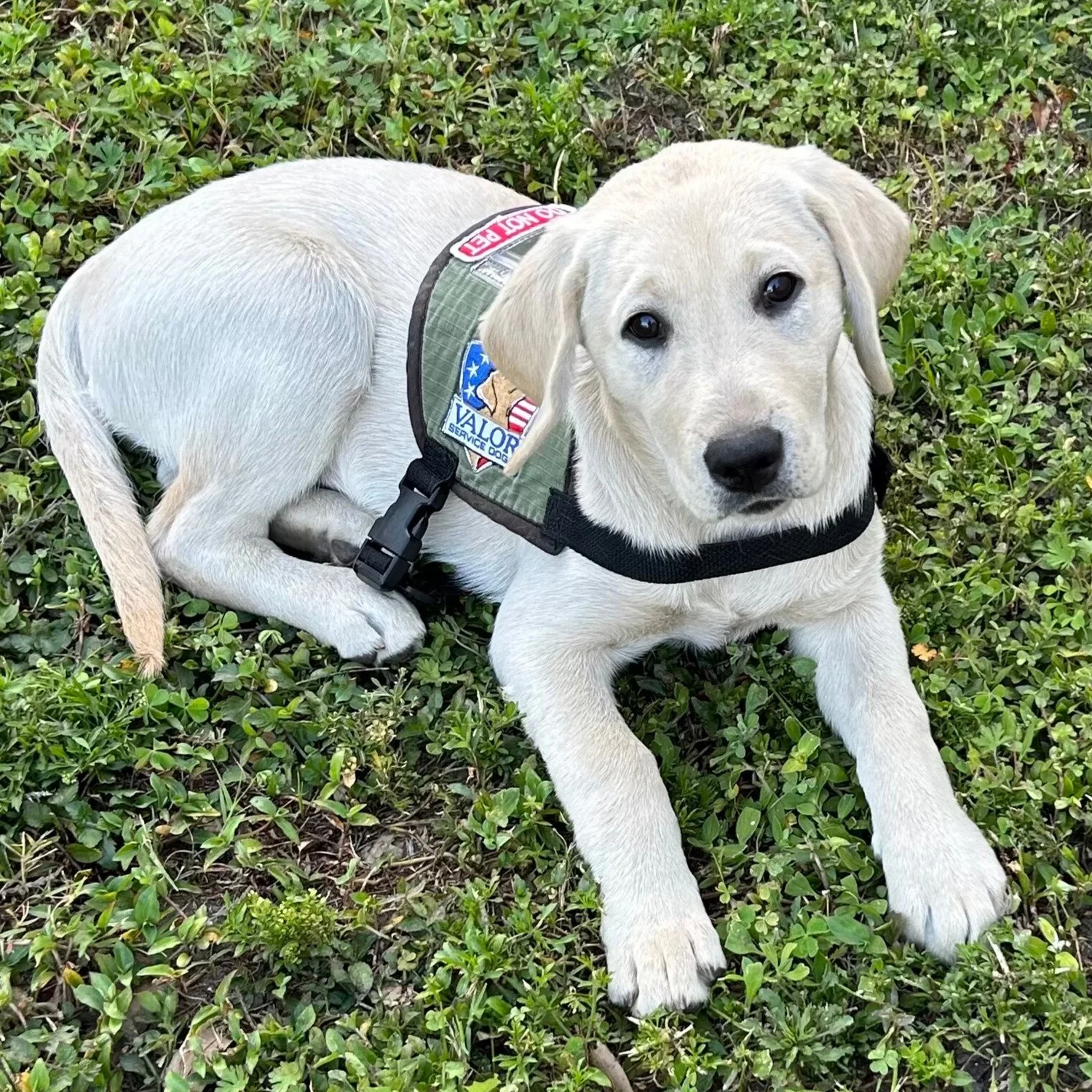 Apply For Psychiatric & Mobility Service Dog | Valor Service Dogs ...