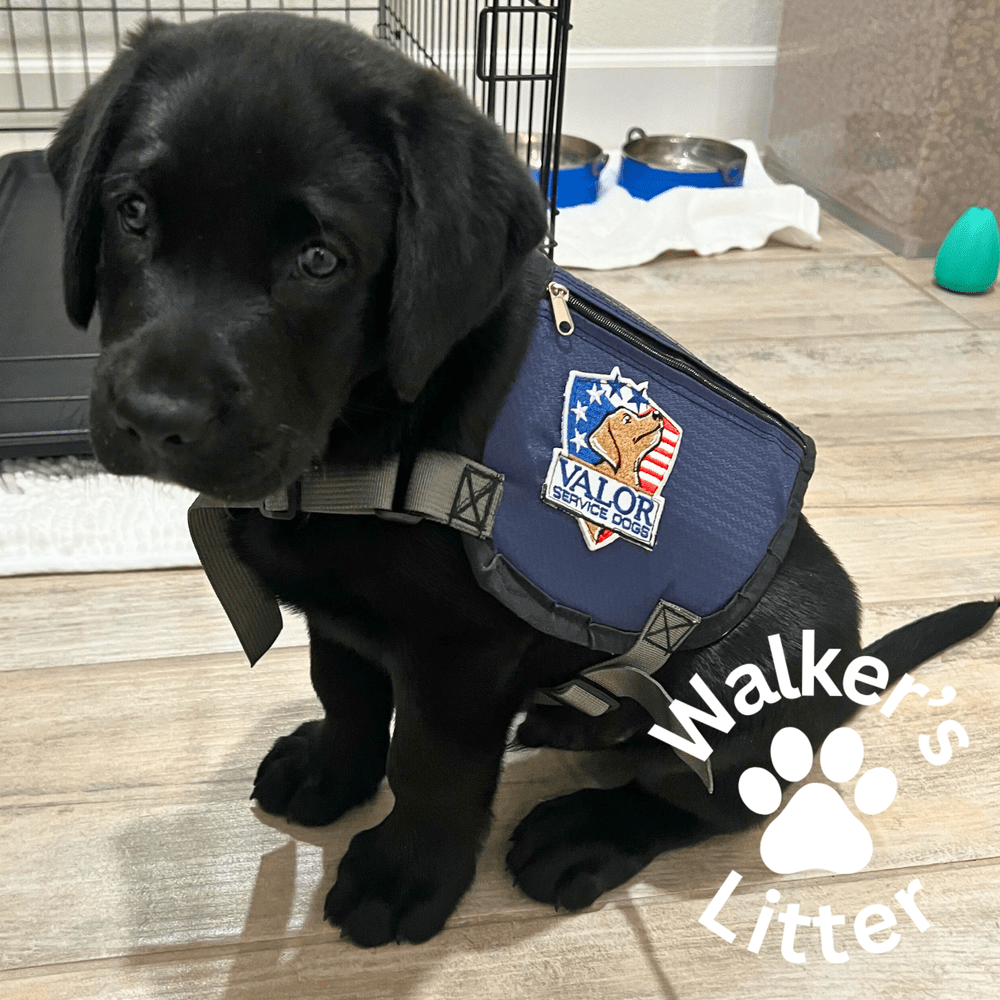 Apply For Psychiatric & Mobility Service Dog | Valor Service Dogs ...