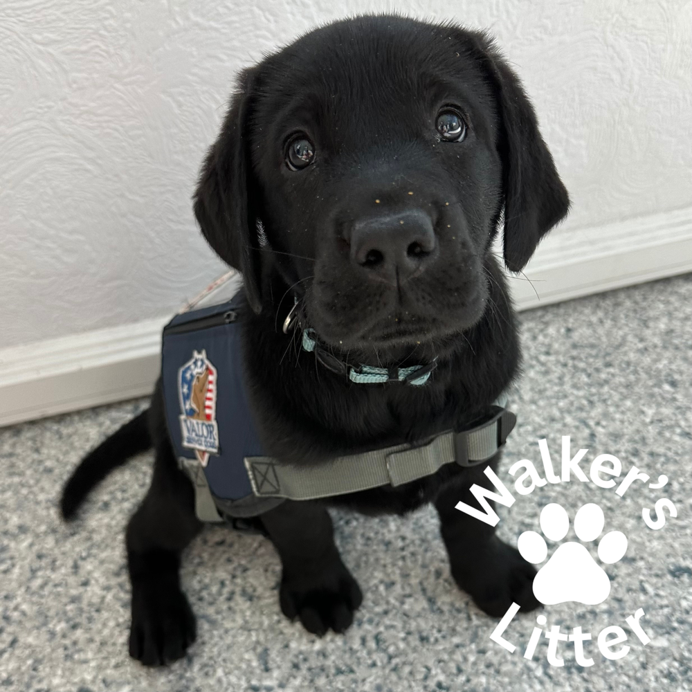 Apply For Psychiatric & Mobility Service Dog | Valor Service Dogs ...
