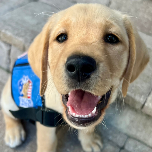 Apply For Psychiatric & Mobility Service Dog | Valor Service Dogs ...