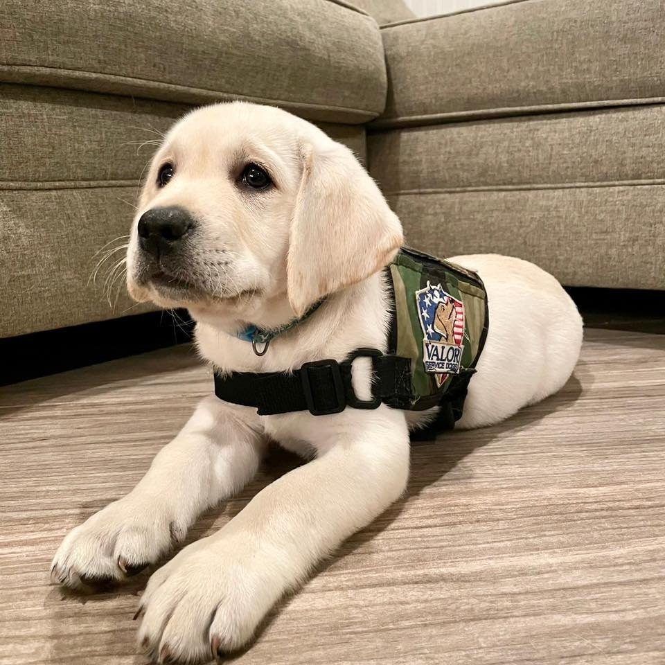Collins Valor — Valor Service Dogs