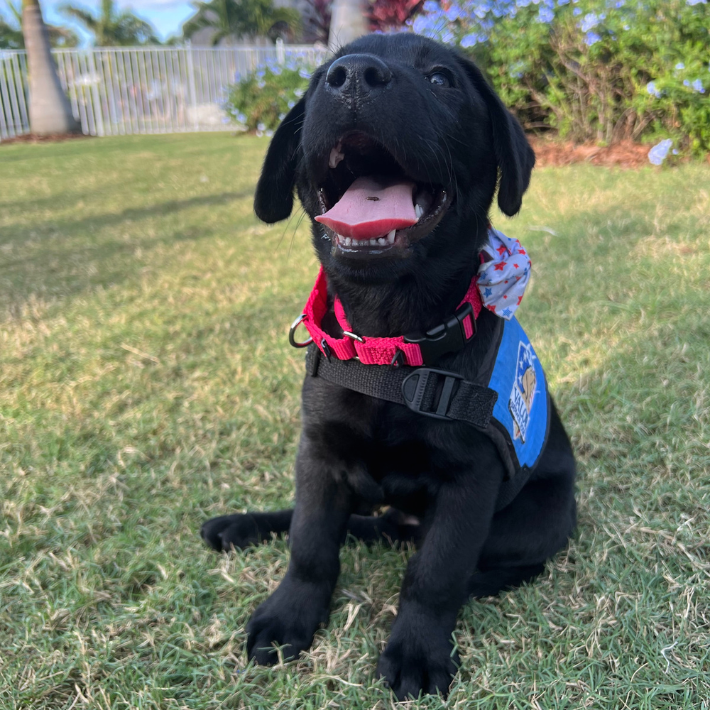 Apply For Psychiatric & Mobility Service Dog | Valor Service Dogs ...