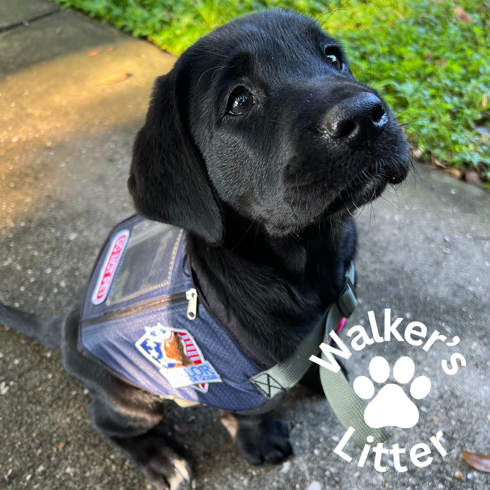 Apply For Psychiatric & Mobility Service Dog | Valor Service Dogs ...