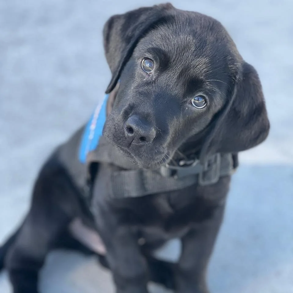 Apply For Psychiatric & Mobility Service Dog | Valor Service Dogs ...