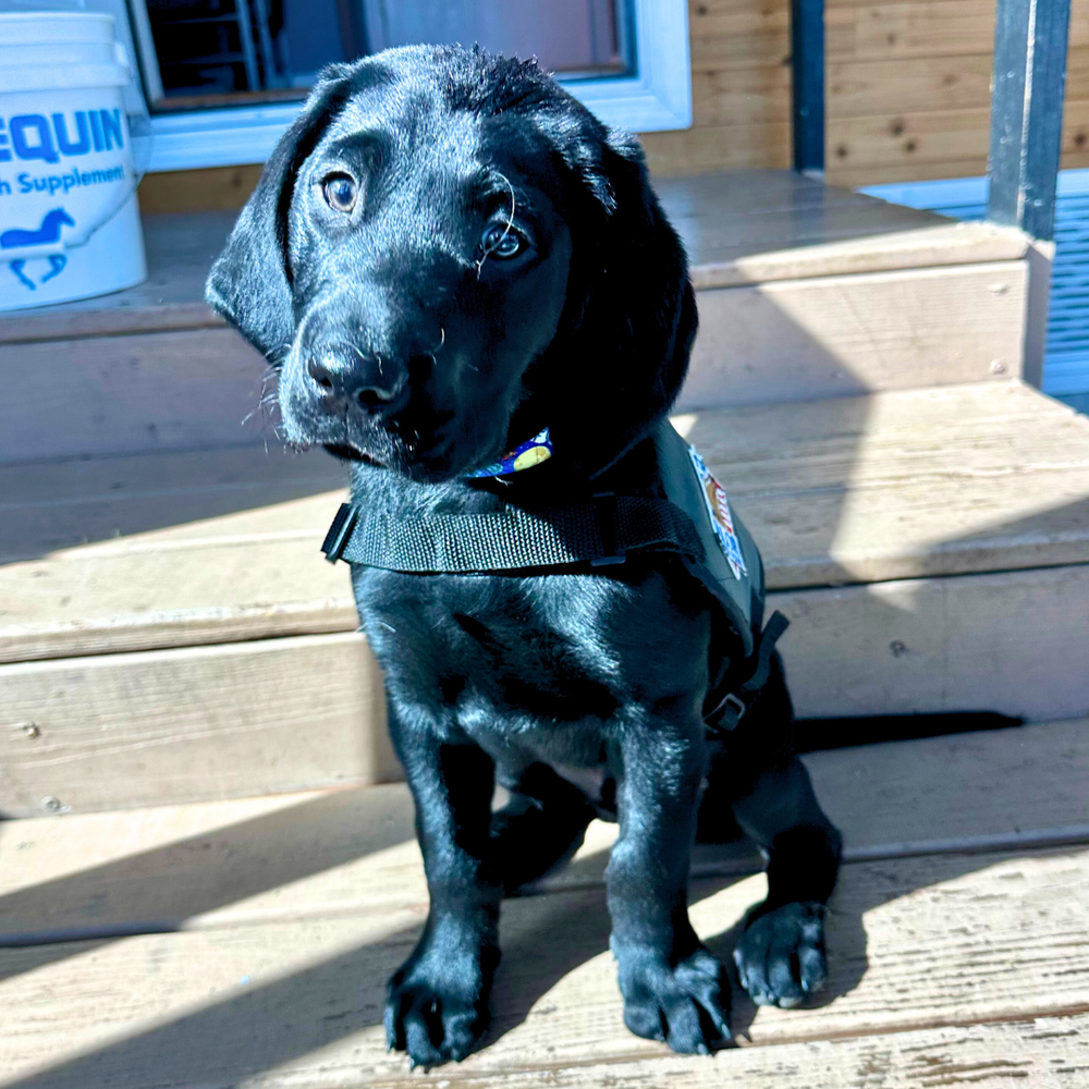 Apply For Psychiatric & Mobility Service Dog | Valor Service Dogs ...