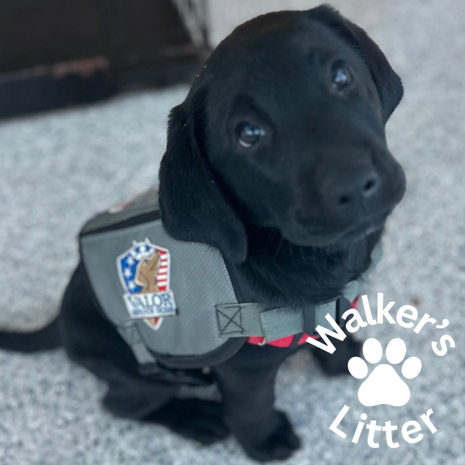 Apply For Psychiatric & Mobility Service Dog | Valor Service Dogs ...