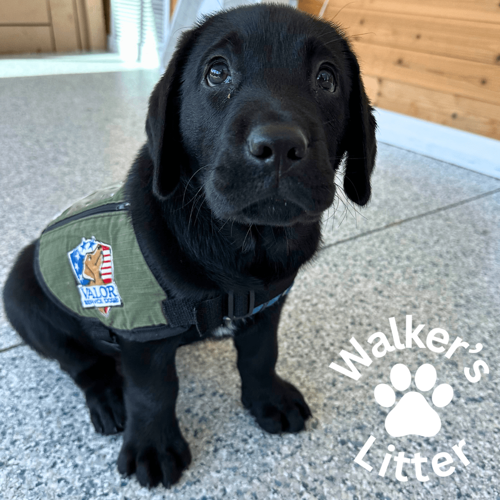 Apply For Psychiatric & Mobility Service Dog | Valor Service Dogs ...