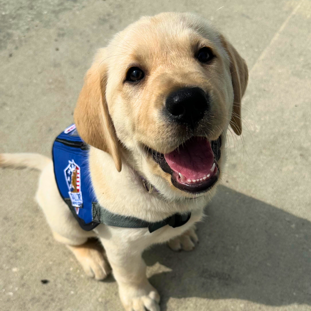 Apply For Psychiatric & Mobility Service Dog | Valor Service Dogs ...