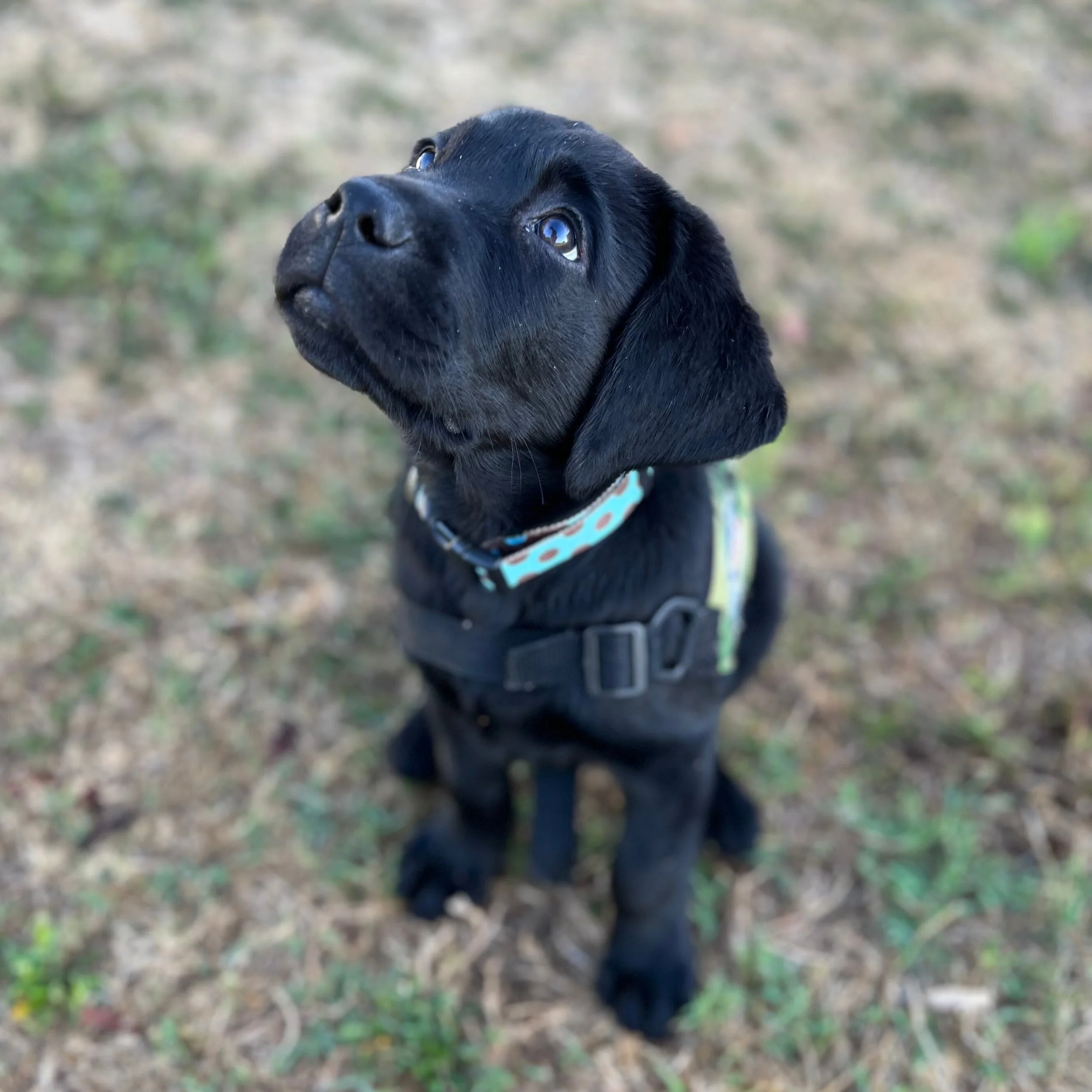 Apply For Psychiatric & Mobility Service Dog | Valor Service Dogs ...