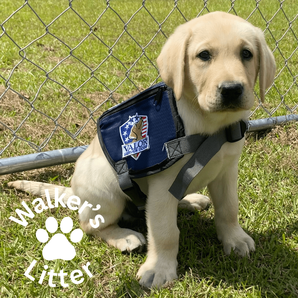 Marty Valor — Valor Service Dogs