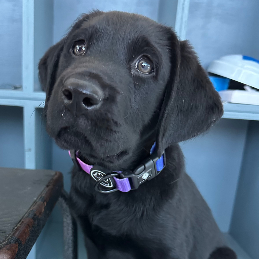 Apply For Psychiatric & Mobility Service Dog | Valor Service Dogs ...
